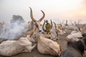 Three killed, six Injured in Warrap cattle raid – One Citizen Daily ...