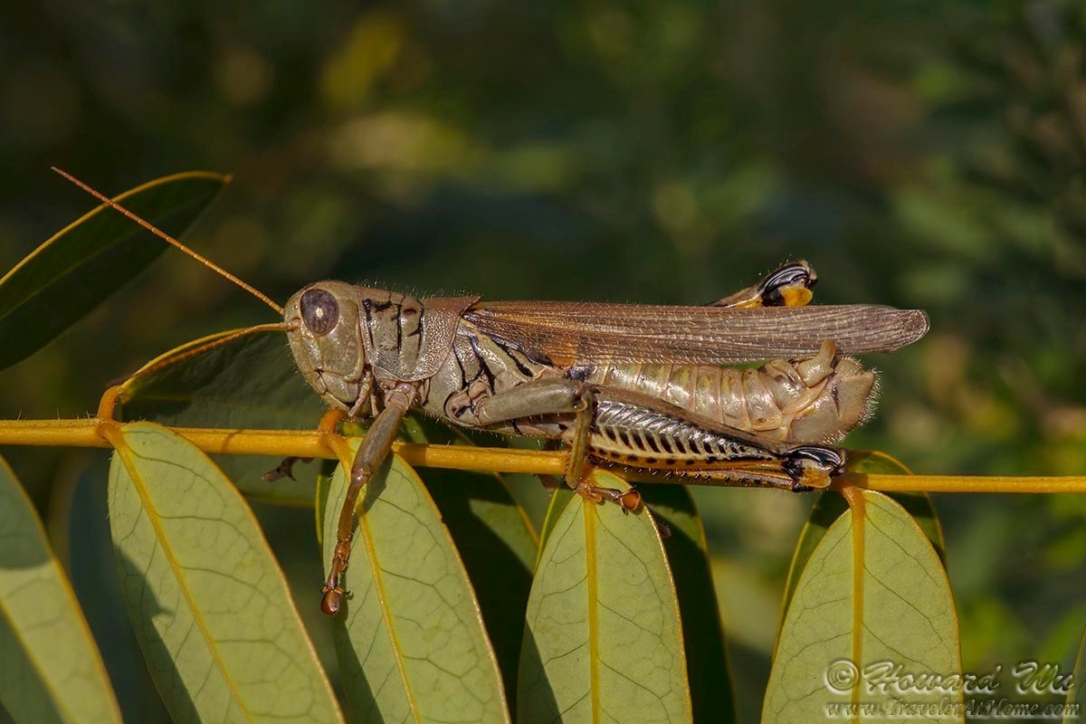 Grasshoppers wreak havoc in Twic County, farmers face steep losses ...