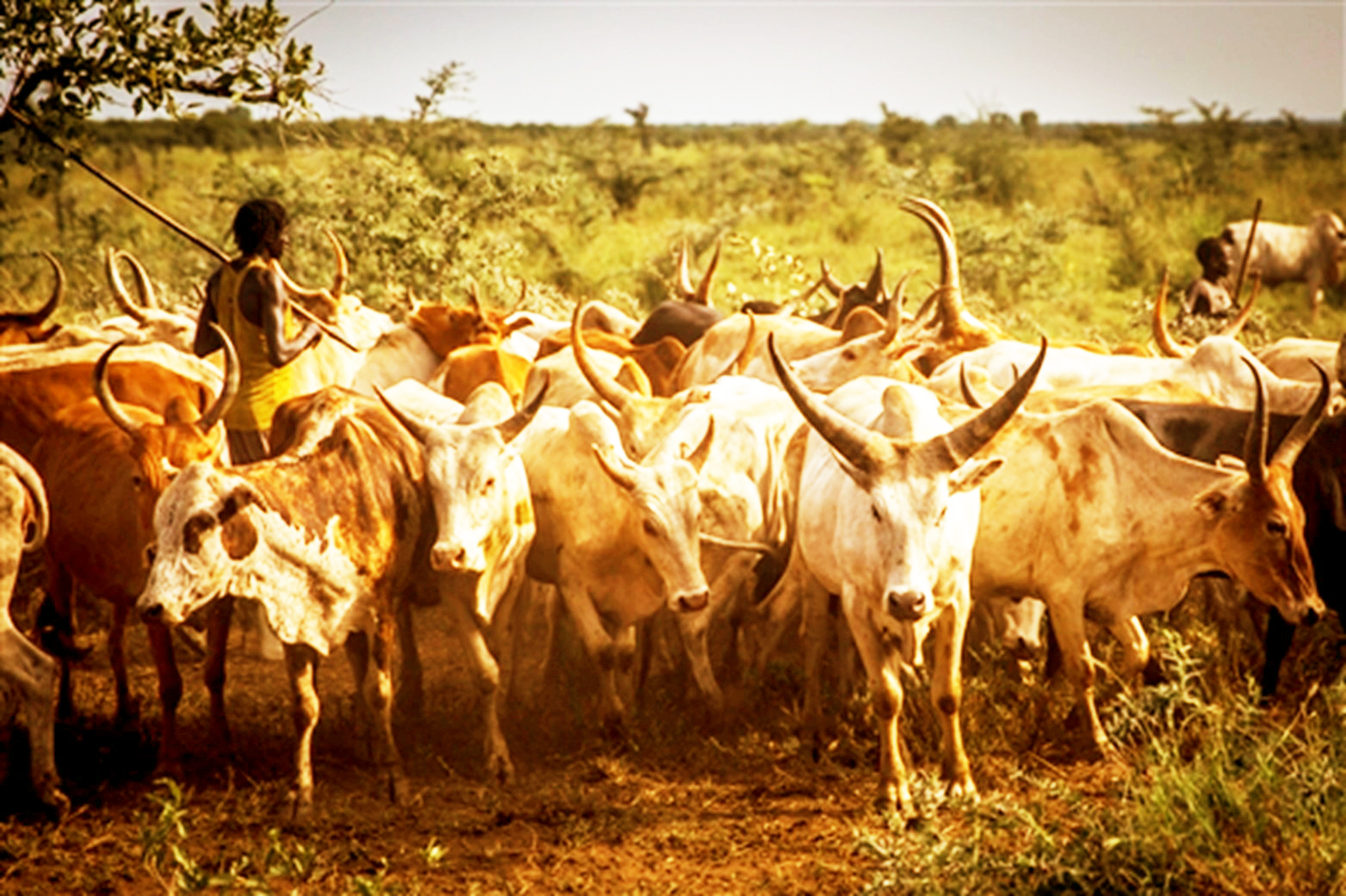 Jonglei recovers over 100 cattle from raiders – One Citizen Daily Newspaper